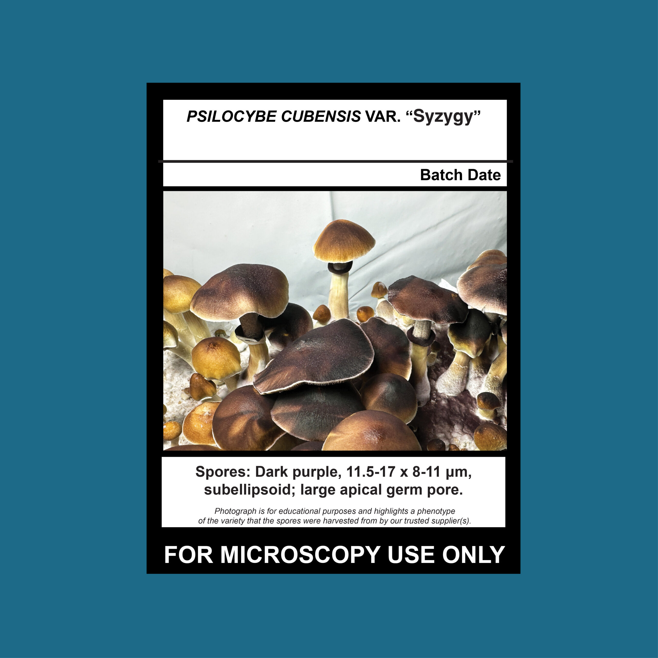 Thai Pink Buffalo Spore Print – Mushroom Man Mycology